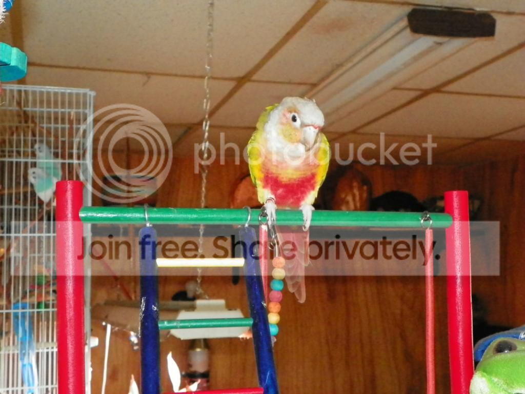 Peta, my adorable little GCC. | Parrot Forum 🦜 Parrot Owners Community