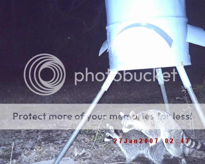 Check out my gamecam pics - AR15.COM