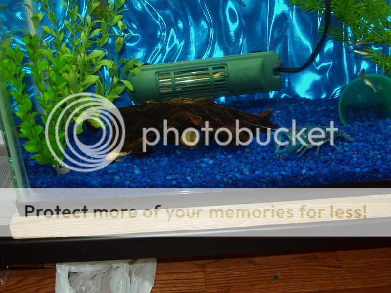 Blue Crayfish Tank