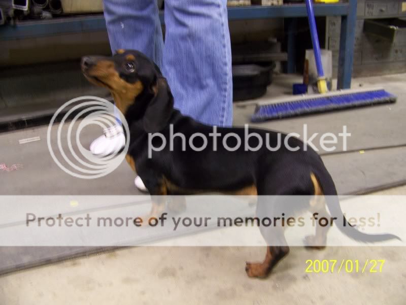 Project Layinlow: baggin the front end of the black 99 dime piece | S ...