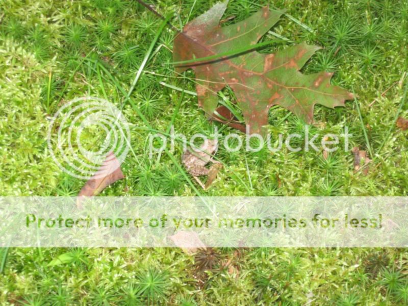 Round Top Hill | Roadrogue's Weblog