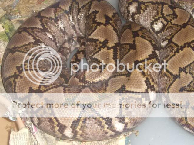 The Reticulated Python Thread | Page 201 | Reptile Forums
