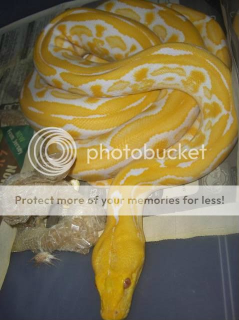 Wales - albino retics | Reptile Forums