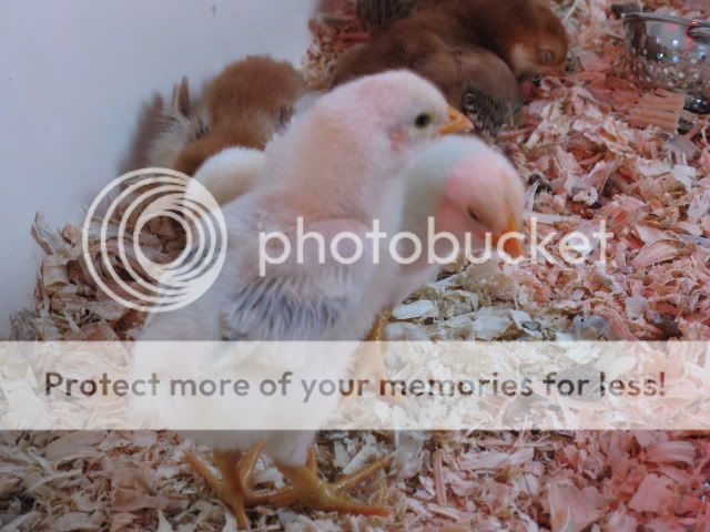 Telling Gender by Feather Development | BackYard Chickens - Learn How ...