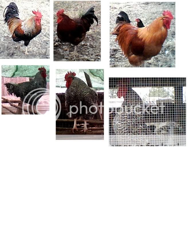 Cross breed chickens? | BackYard Chickens - Learn How to Raise Chickens