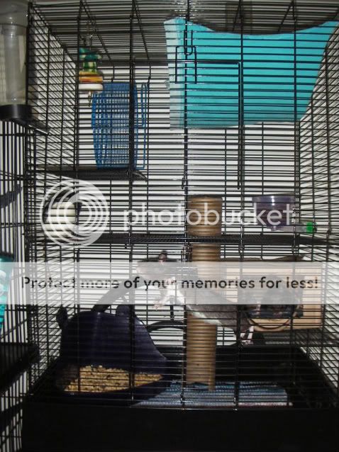 My rat cages | Rat Forum
