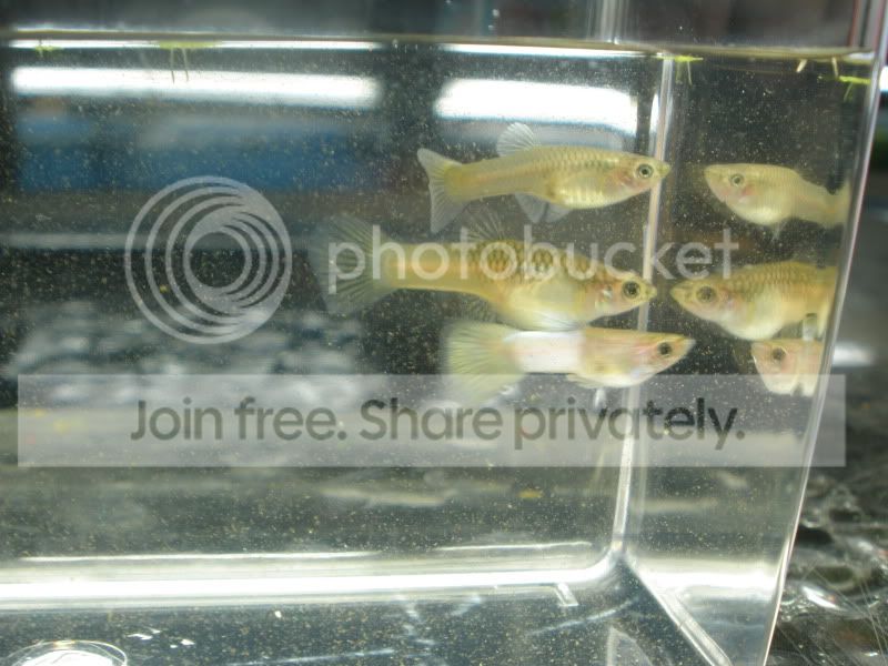 rare/uncommon guppies yellow pingu guppies | AquariaCentral.com