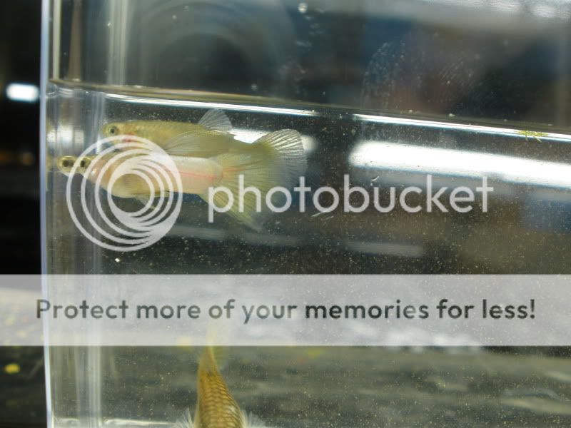 rare/uncommon guppies yellow pingu guppies | AquariaCentral.com