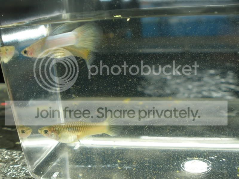 rare/uncommon guppies yellow pingu guppies | AquariaCentral.com