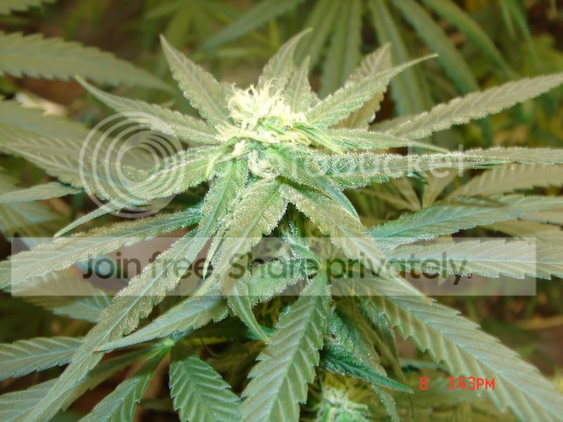 lemon and super silver haze grow with cfl's | Rollitup