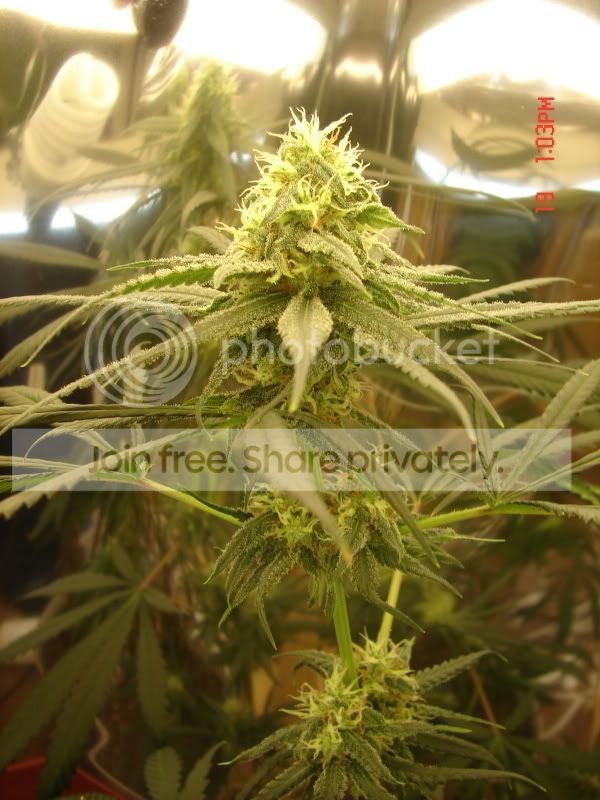 lemon and super silver haze grow with cfl's | Rollitup