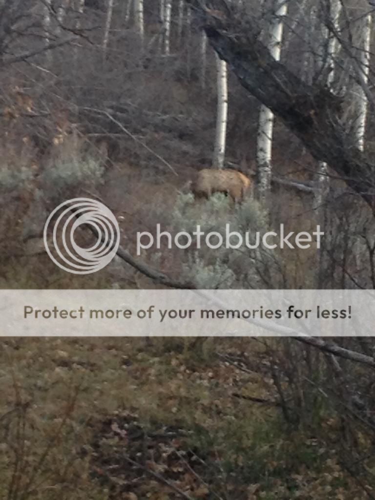 Meeker, Colorado cow elk success - Calguns.net